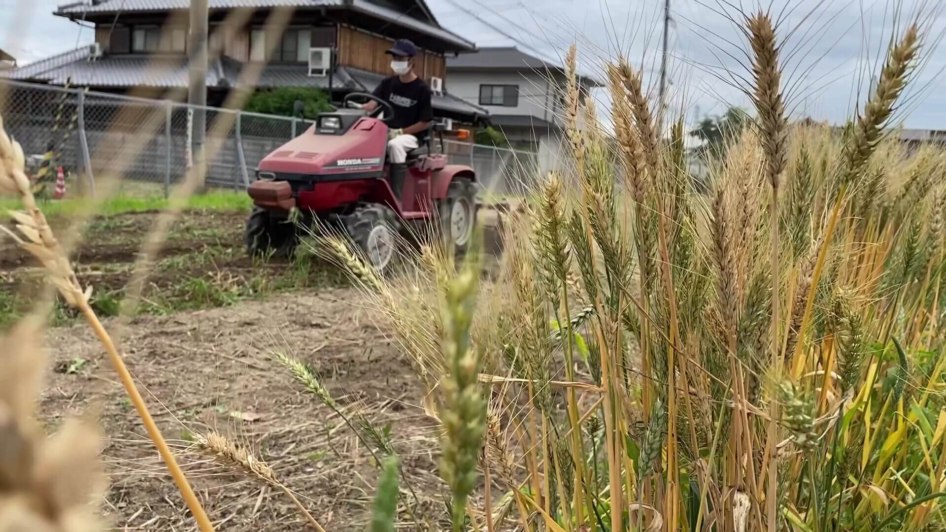 Gallery – Crop Evolution Lab.