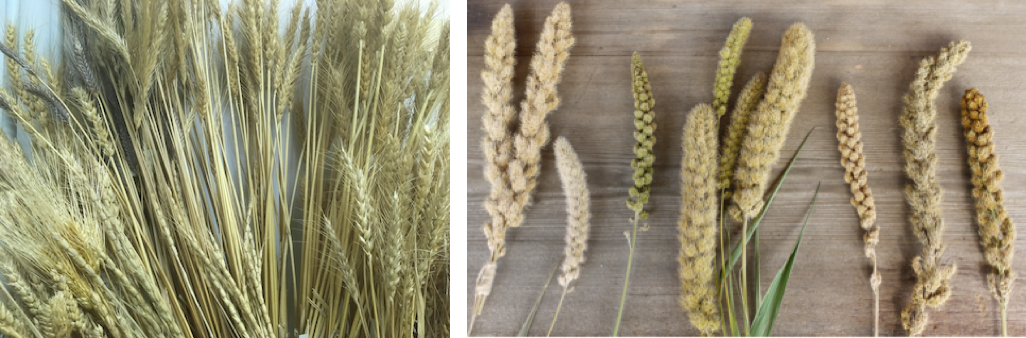 Research – Crop Evolution Lab.